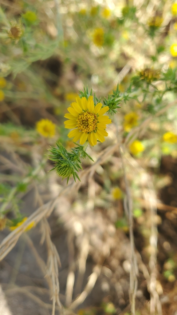 Common Spikeweed from Perris, CA 92570, USA on August 15, 2023 at 09:20 ...