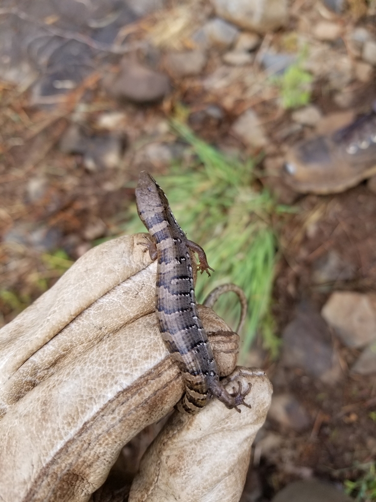 Arizona Alligator Lizard from Coconino County, US-AZ, US on August 15 ...