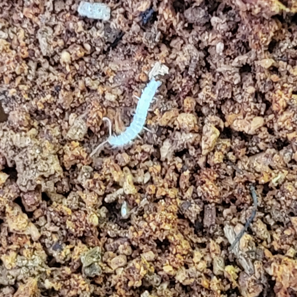 Symphylans from Nanaimo, CA-BC, CA on August 15, 2023 at 08:51 AM by ...