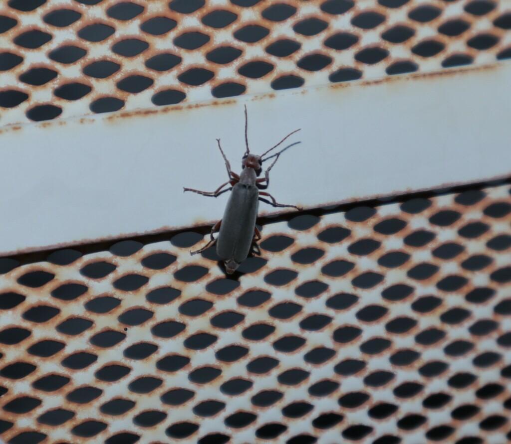 Burning Blister Beetles from Hidalgo County, NM, USA on August 15, 2023 ...