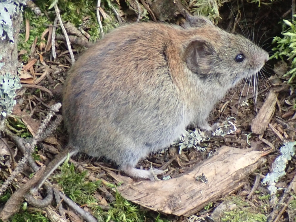 Southern Red-backed Vole from Grand Marais, MN 55604, USA on August 1 ...