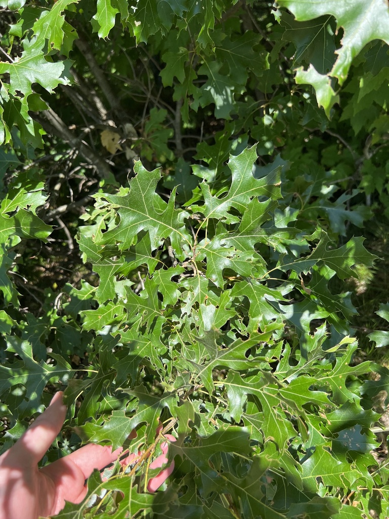 northern pin oak in August 2023 by Kyle Klotz · iNaturalist
