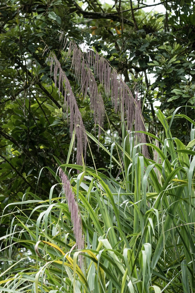 Gynerium sagittatum from Río San Carlos, San Carlos, Alajuela, CR on ...