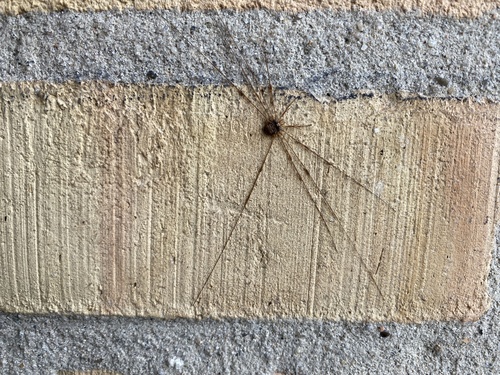 Observations by clauslunde · iNaturalist