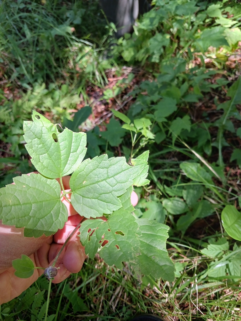 virgin's-bower from King, WI, USA on August 15, 2023 at 11:19 AM by ...