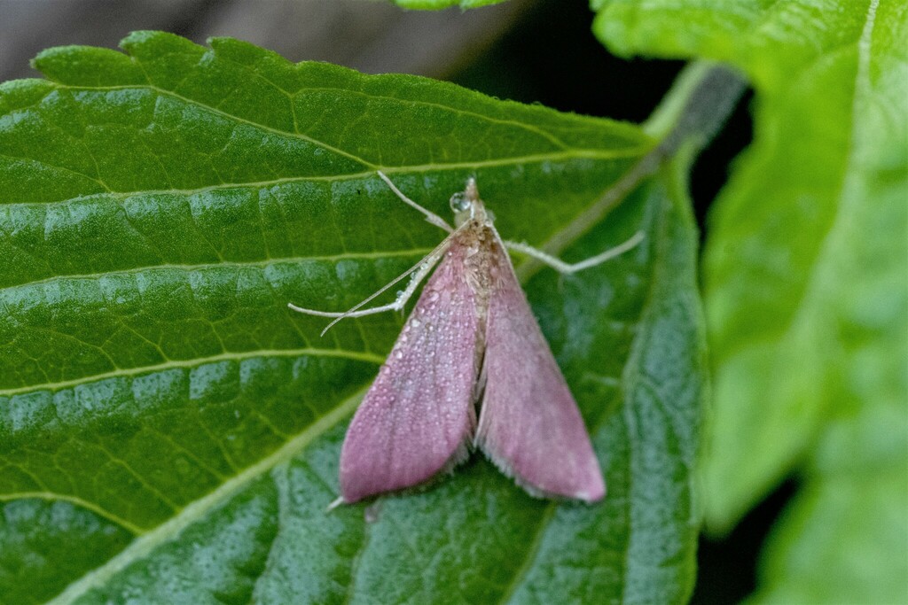 Inornate Pyrausta Moth from Colonial Hills, Lincoln, NE 68516, USA on ...