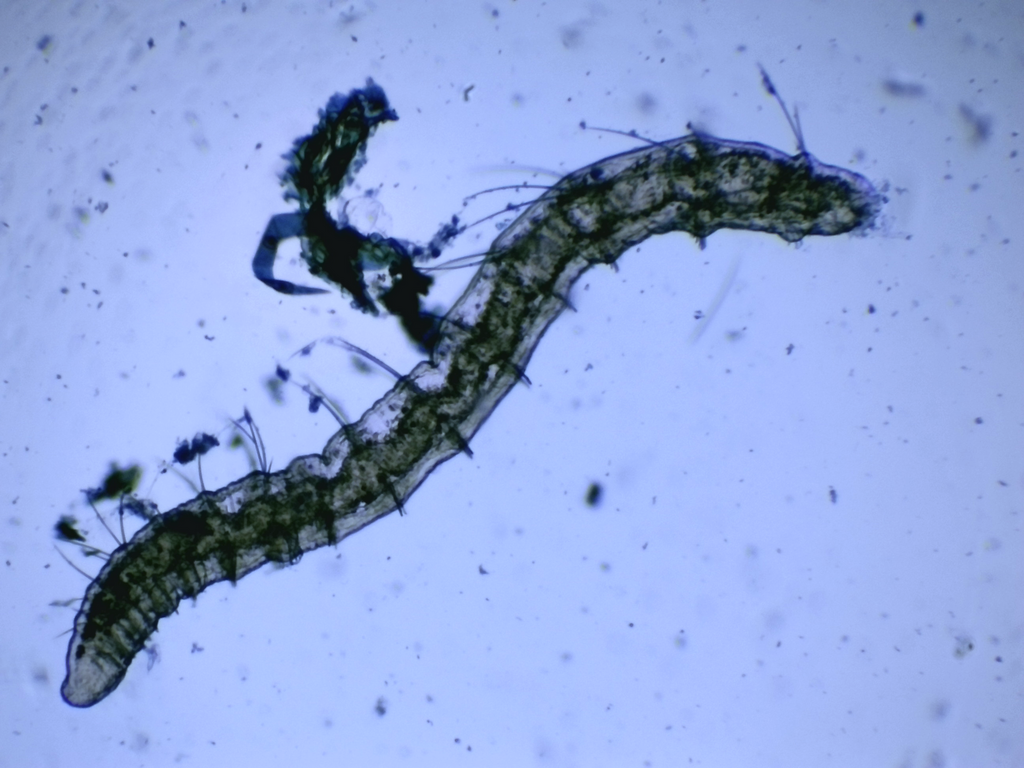 Naidinae from Hilliard, OH, USA on August 15, 2023 at 03:27 PM by ...