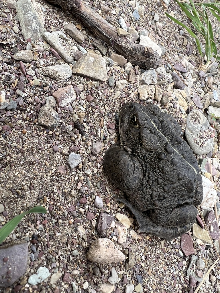 Western Toad from Canyon Ferry Rd, Helena, MT, US on August 10, 2023 at ...