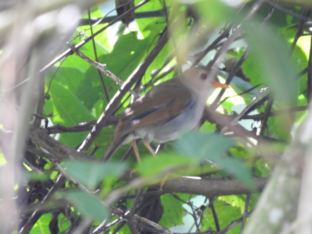 Orange-billed Nightingale-Thrush from Sierra de Guerrero., México on ...