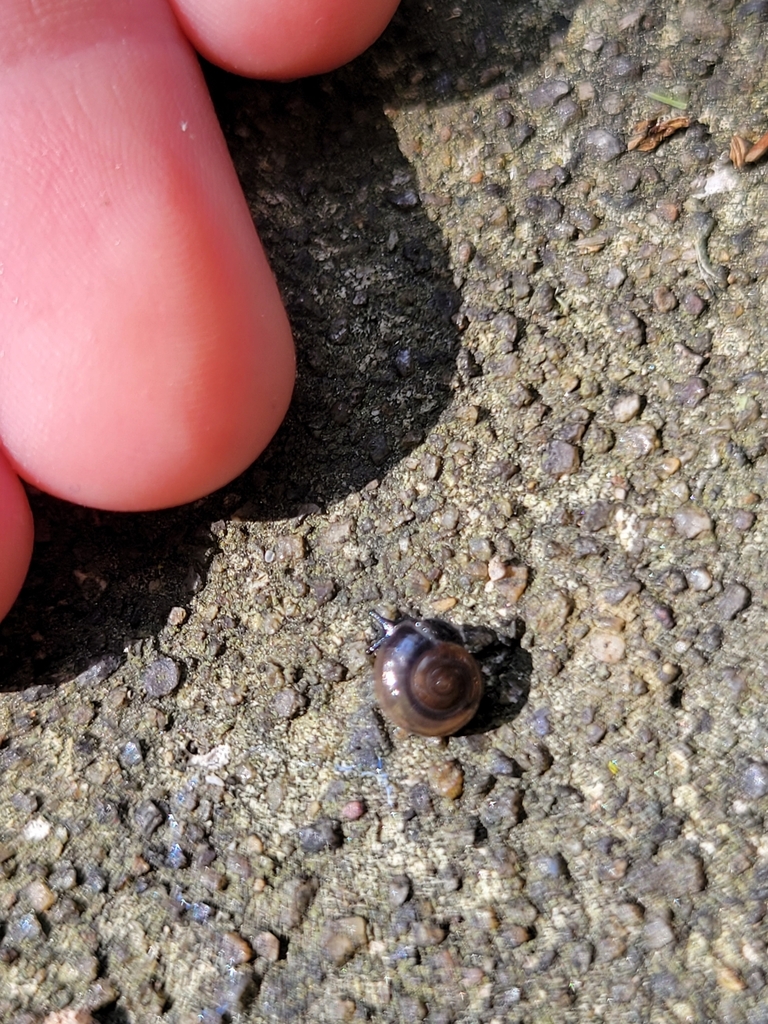 Black Gloss Snail from Herndon, VA 20190, USA on August 15, 2023 at 04: ...