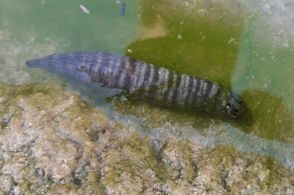 Hydrophilus from Alquézar on August 15, 2023 at 07:23 PM by Javier ...