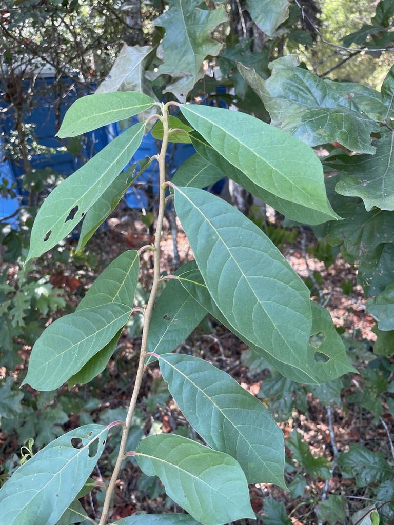 Black Tupelo from Birchwood Dr, Huffman, TX, US on August 15, 2023 at ...
