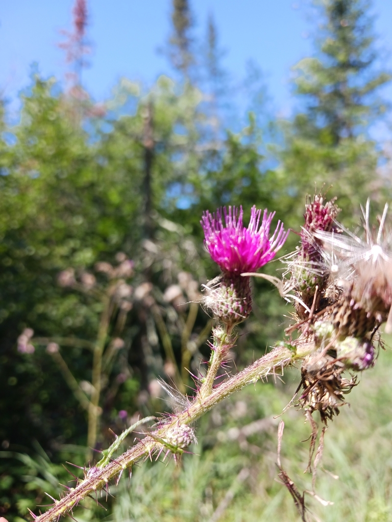 Marsh Thistle from King, WI, USA on August 15, 2023 at 12:03 PM by ...