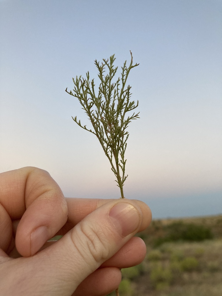 Spiny Goldenweed from Paducah, TX, US on August 4, 2023 at 06:46 AM by ...