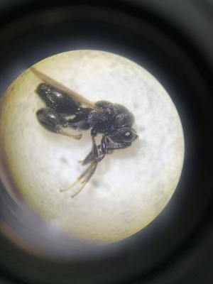 Chalcis from Suzhou, CN-JS, CN on July 25, 2023 at 04:41 PM by Jeffry ...