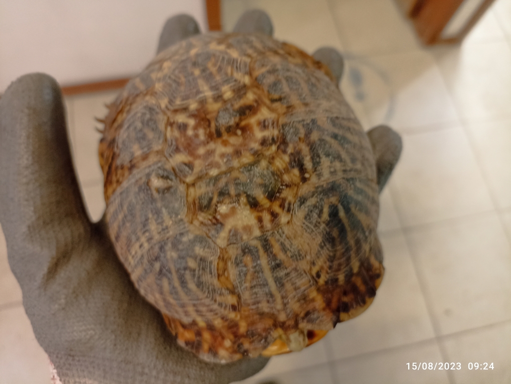 Desert Box Turtle in August 2023 by isabel sanchez · iNaturalist