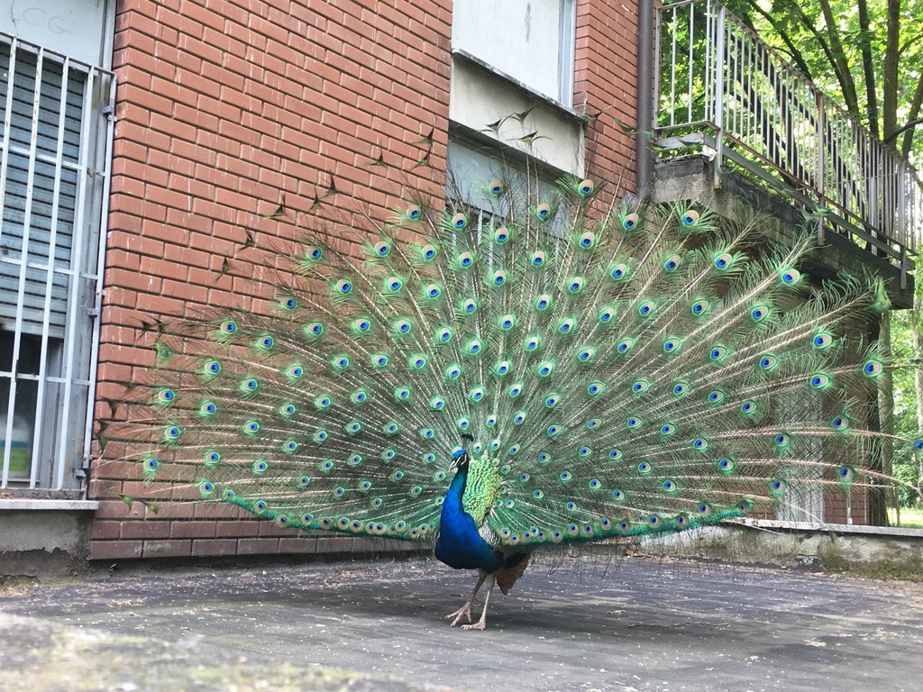 Indian Peafowl from Via Enrico Falck, Milano, Lombardia, IT on May 11 ...