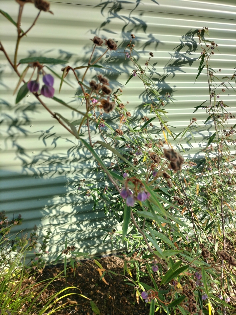 mountain fire-bush from Woombye QLD 4559, Australia on August 16, 2023 ...