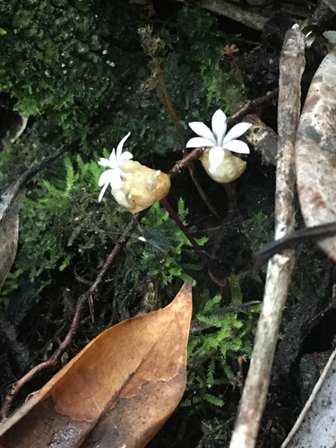 Geosiris albiflora · iNaturalist United Kingdom