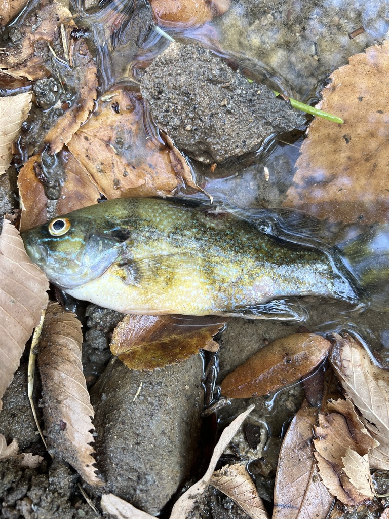 Green Sunfish in August 2023 by tadamcochran · iNaturalist