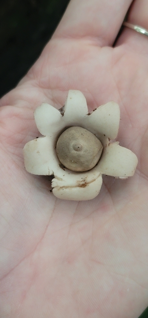 rounded earthstar from Ohio on August 15, 2023 at 02:45 PM by Cindy MC ...