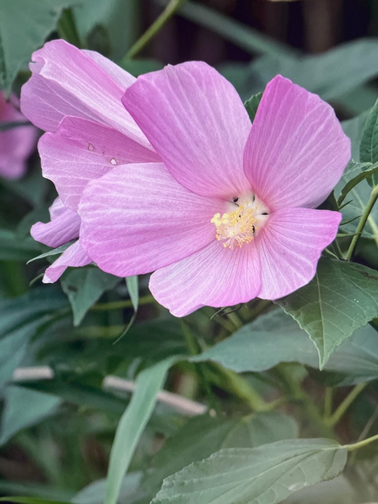 swamp rose mallow from DeKorte Park, Lyndhurst, NJ, US on August 15 ...