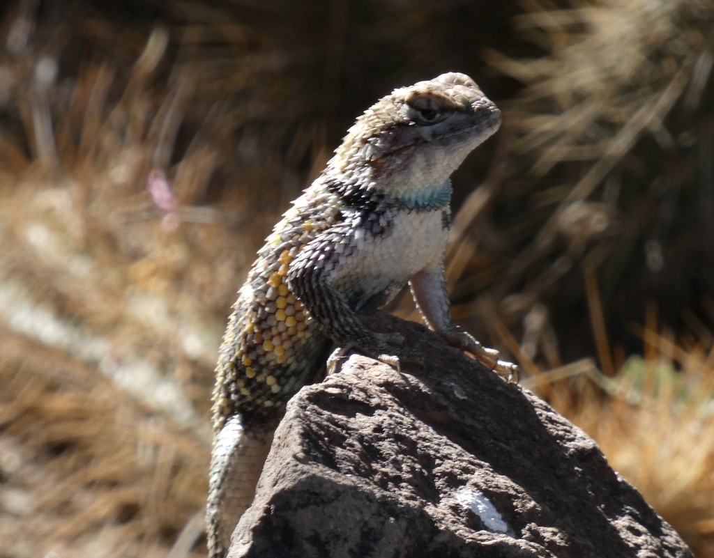 Desert Spiny Lizard from Desert Botanical Garden, Phoenix, AZ, US on ...