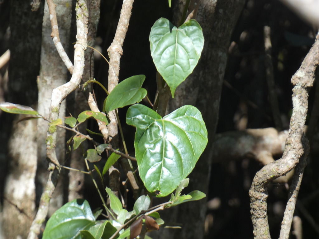 Common Yam Vine from Glen Isla QLD 4800, Australia on August 14, 2023 at 10:38 AM by Ethan Craft ...