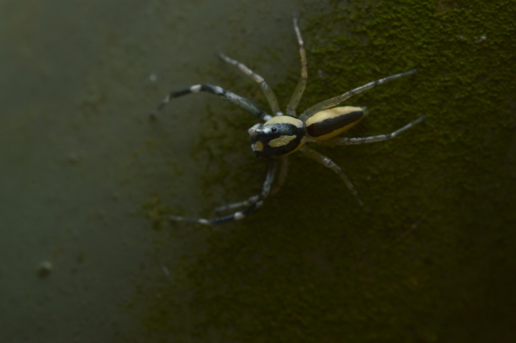 Phintelloides from 香港大欖 on August 14, 2023 at 11:34 AM by Carlos Chang ...