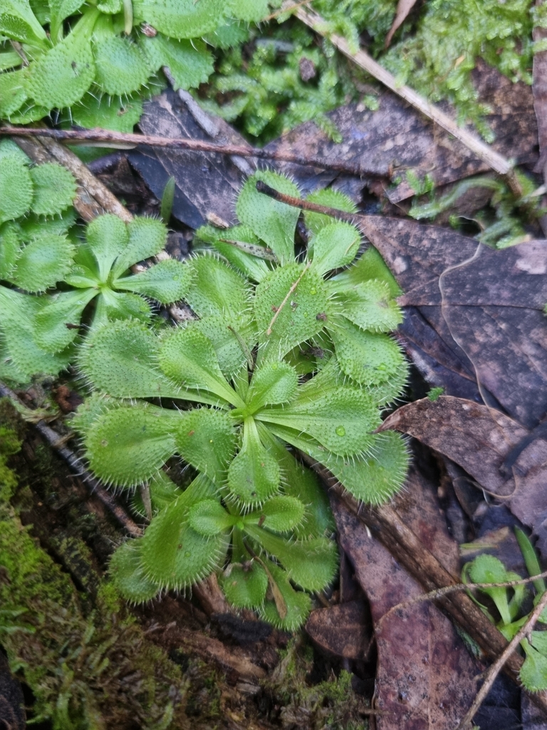 Scented Sundew in August 2023 by Amy Weir · iNaturalist