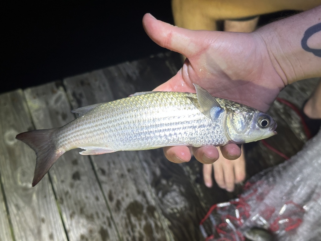 Sea Mullet from North Atlantic Ocean, NC, US on August 15, 2023 at 08: ...