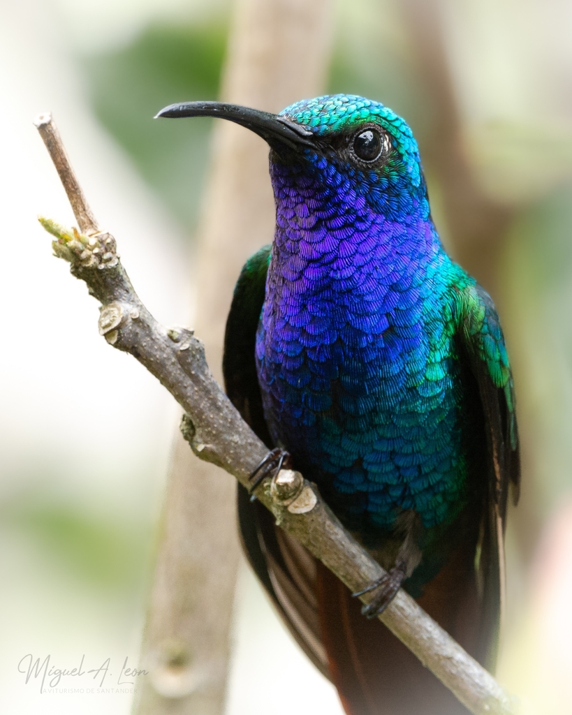 Lazuline Sabrewing from La Corcova on August 13, 2023 at 01:08 PM by ...
