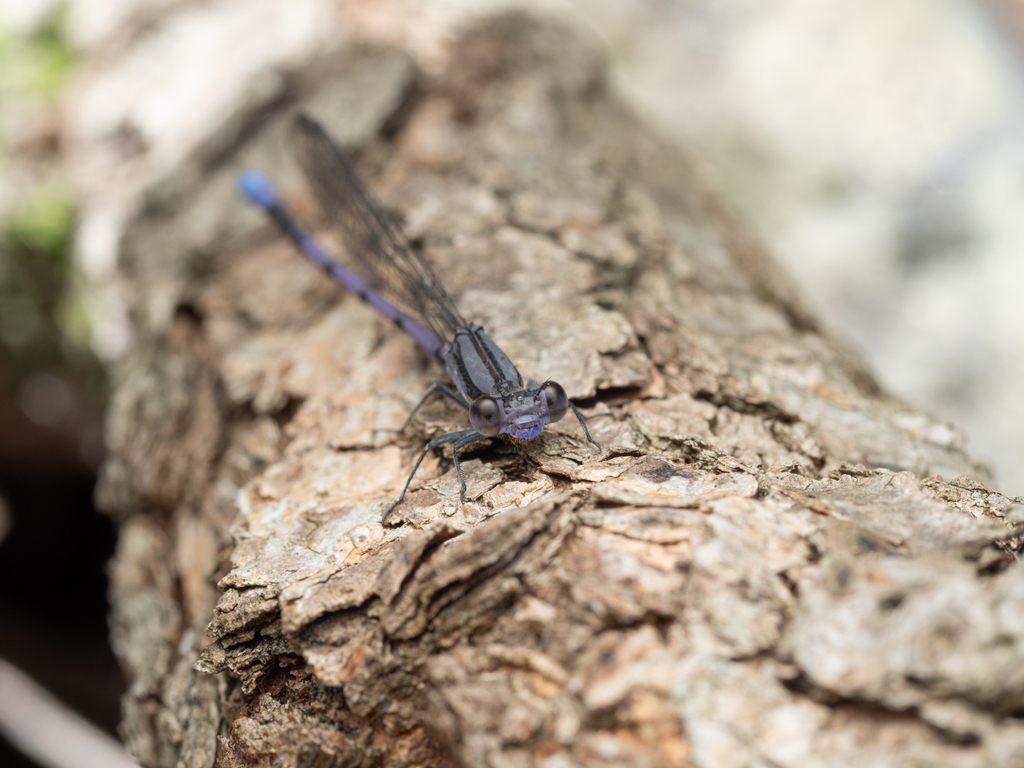 Violet Dancer from Milton, ON, Canada on July 30, 2023 at 02:01 PM by ...