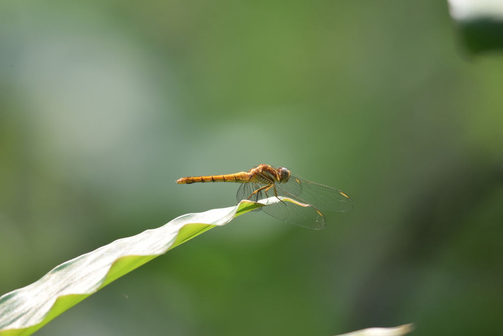 Orange Skimmer from Caringin, Bogor Regency, West Java, Indonesia on ...