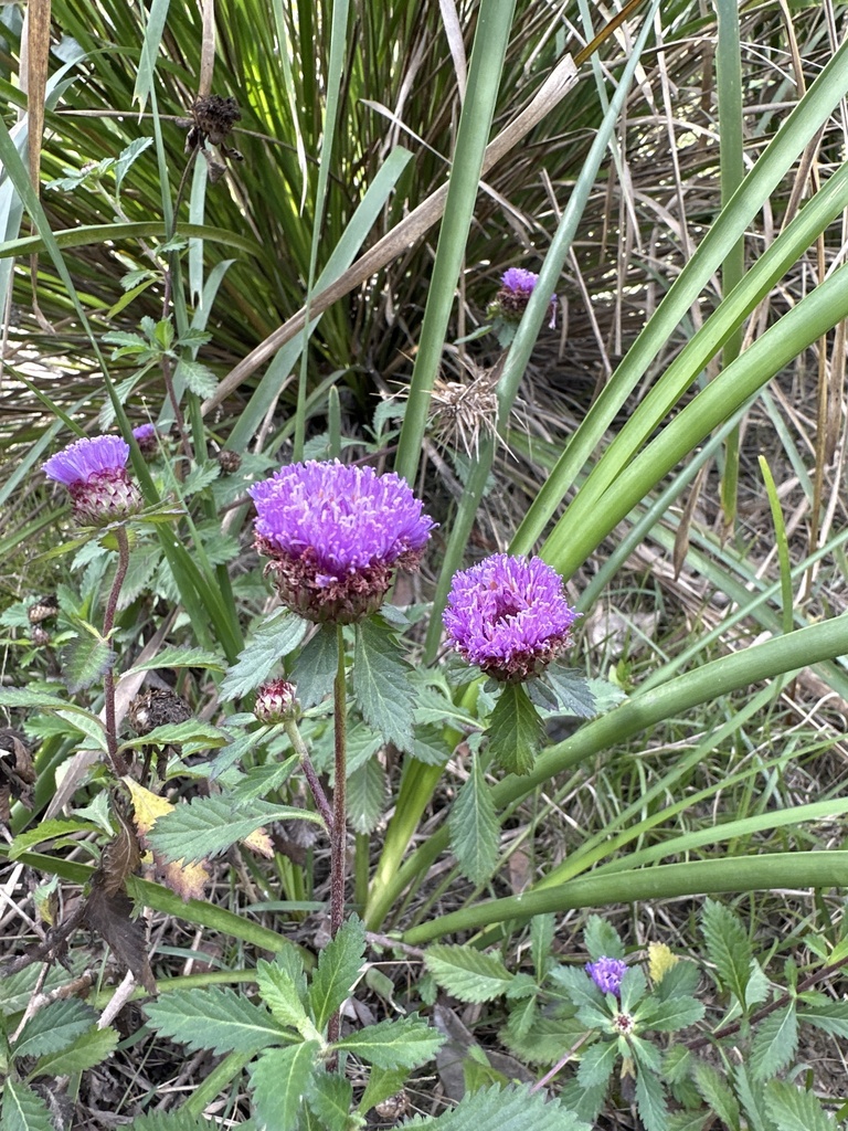 Brazilian bachelor's button from Munthari Dr, Berrinba, QLD, AU on ...