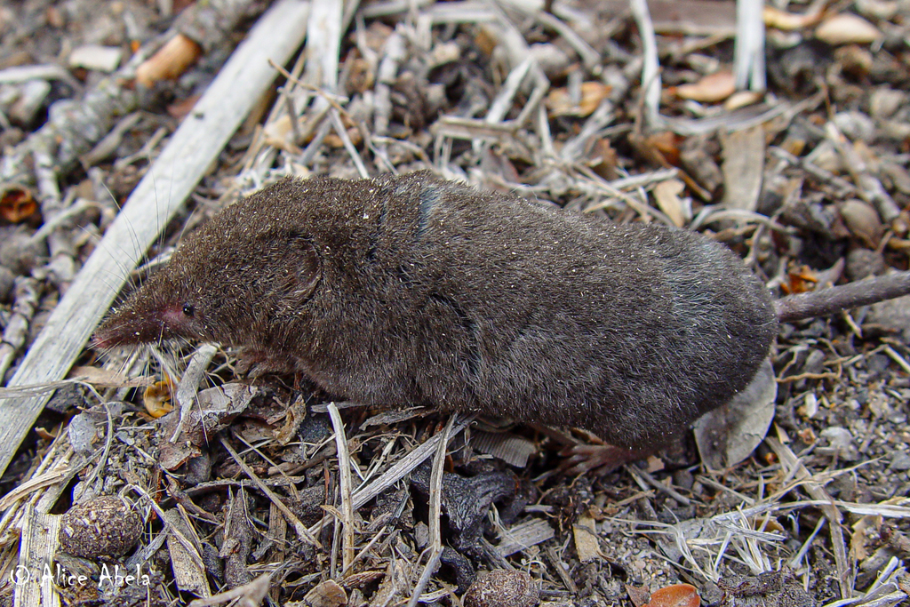 Trowbridge's Shrew in August 2004 by Alice Abela. Santa Barbara County ...