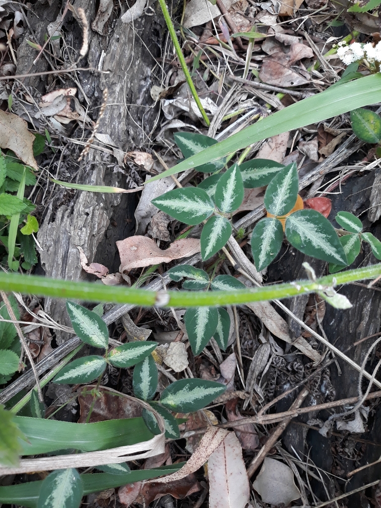 Silverleaf Desmodium from Tamborine Mountain QLD 4272, Australia on ...