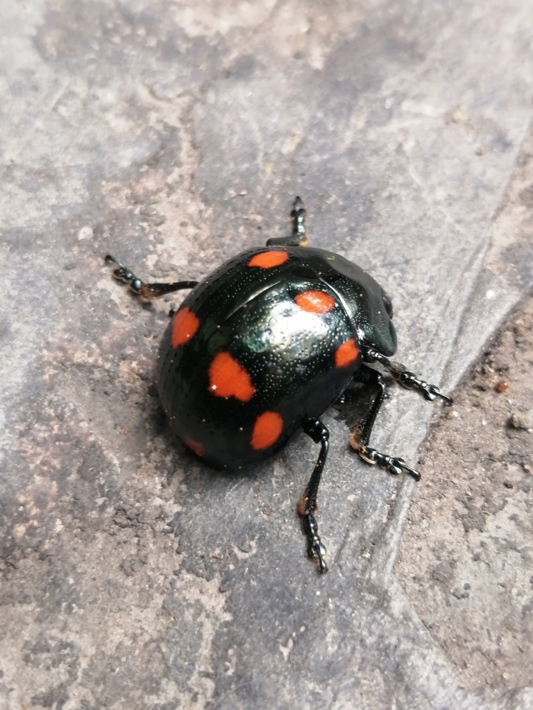 Doryphorina from 79910 S.L.P., México on August 15, 2023 at 11:34 AM by ...