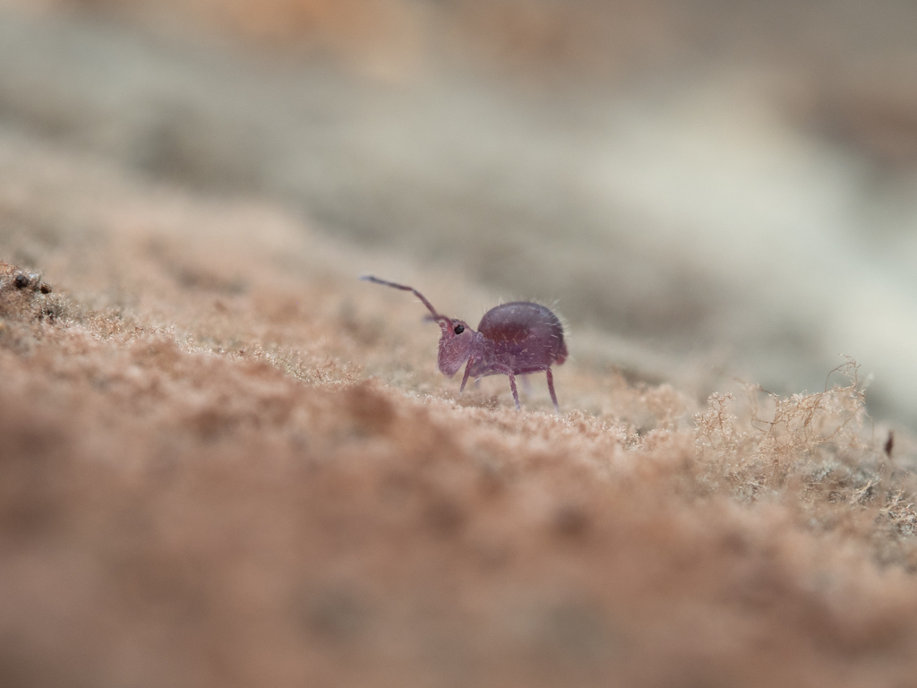 Globular Springtails from Muskego, WI, USA on August 10, 2023 at 04:55 ...