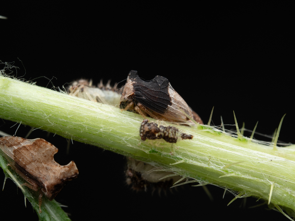 Keeled Treehopper from Muskego, WI, USA on August 10, 2023 at 05:25 PM ...