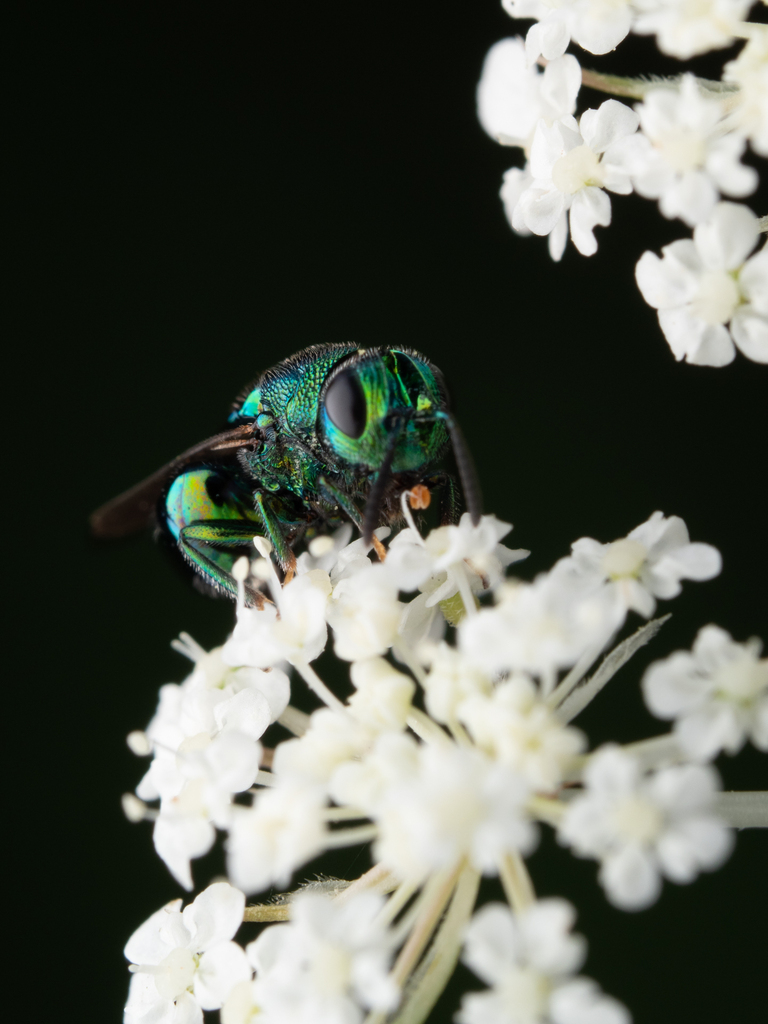 Euperilampus triangularis from Waukesha County, WI, USA on August 11 ...