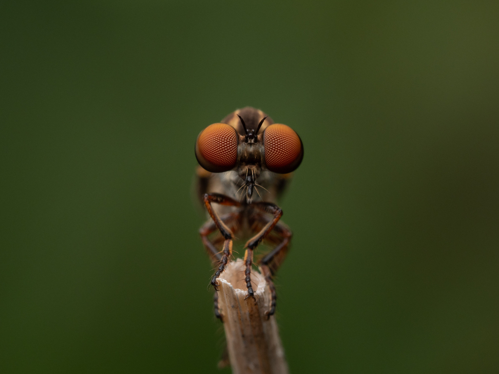 Gnat Ogres from Waukesha County, WI, USA on August 11, 2023 at 05:28 PM ...