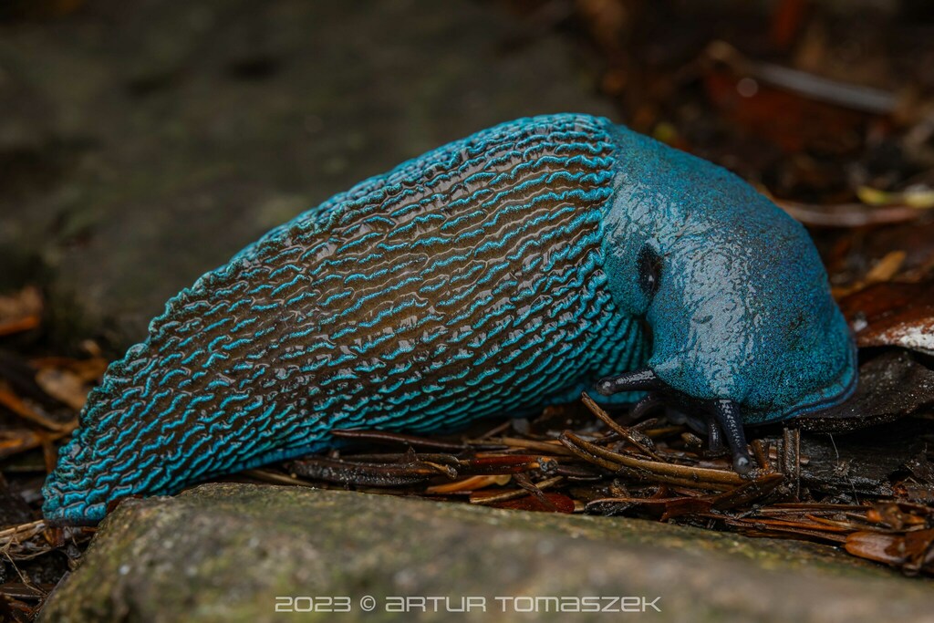 Carpathian Blue Slug in July 2023 by Artur Tomaszek · iNaturalist