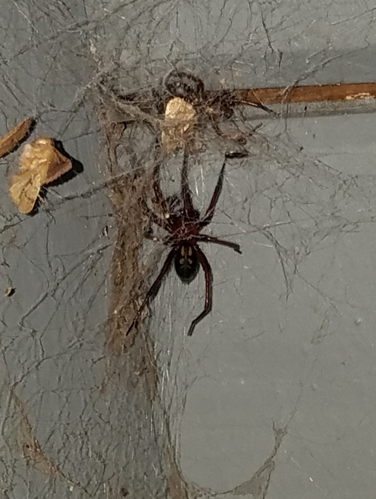 Callobius severus from 98229 on August 15, 2023 at 09:51 PM by Rick D ...