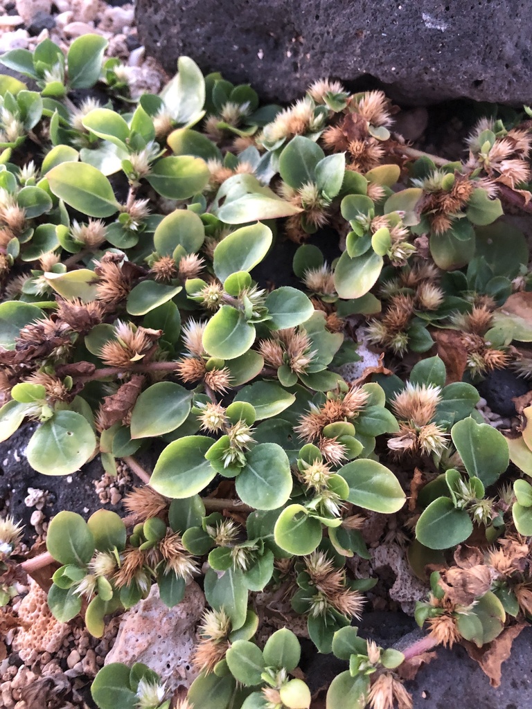creeping chaffweed from Kauaʻi, Kona, HI, US on August 15, 2023 at 07: ...