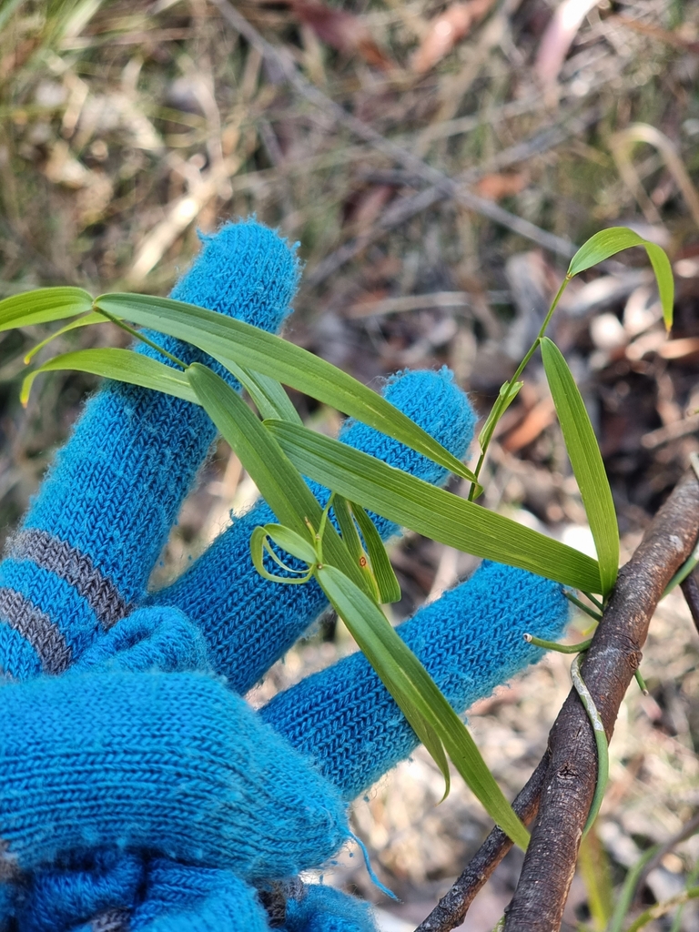 Wombat Berry from Bald Rock National Park on August 6, 2023 at 09:11 AM ...