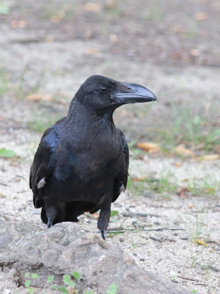 Large-billed Crow from Japan on August 13, 2019 at 09:21 AM by Pasteur ...