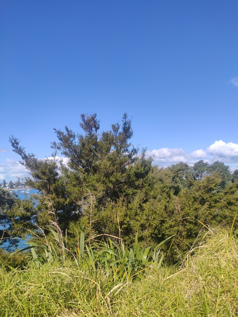 totara from Mount Maunganui 3116, New Zealand on August 16, 2023 at 01: ...