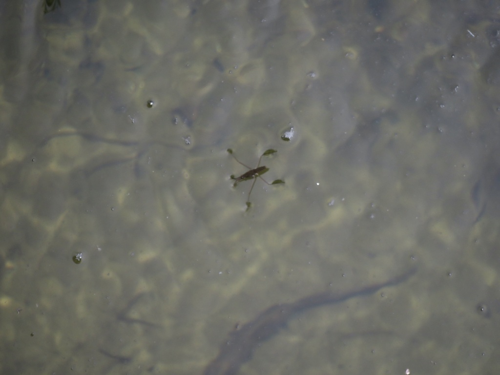 Common Water Strider from Santa Barbara County, CA, USA on August 12 ...