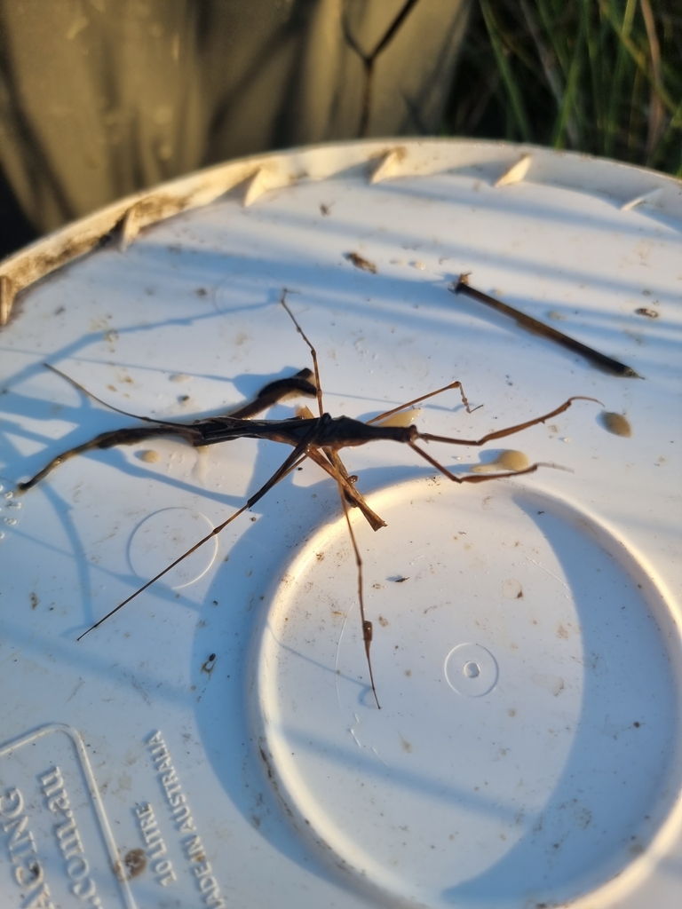 Needle Bug from Cardinia - Pakenham, AU-VI, AU on August 16, 2023 at 05 ...